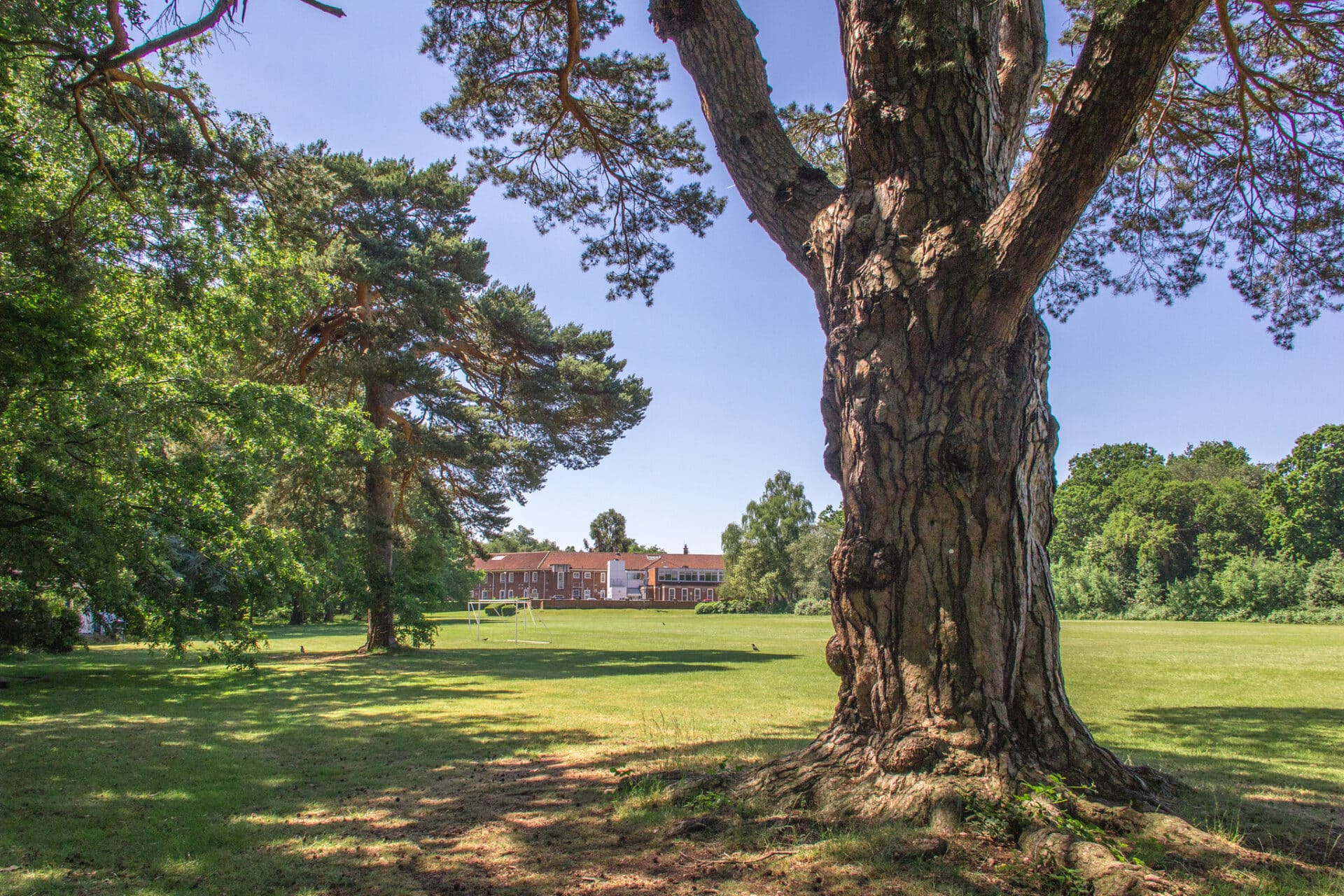 Government Tree Strategy Consultation: Help shape the future of trees ...
