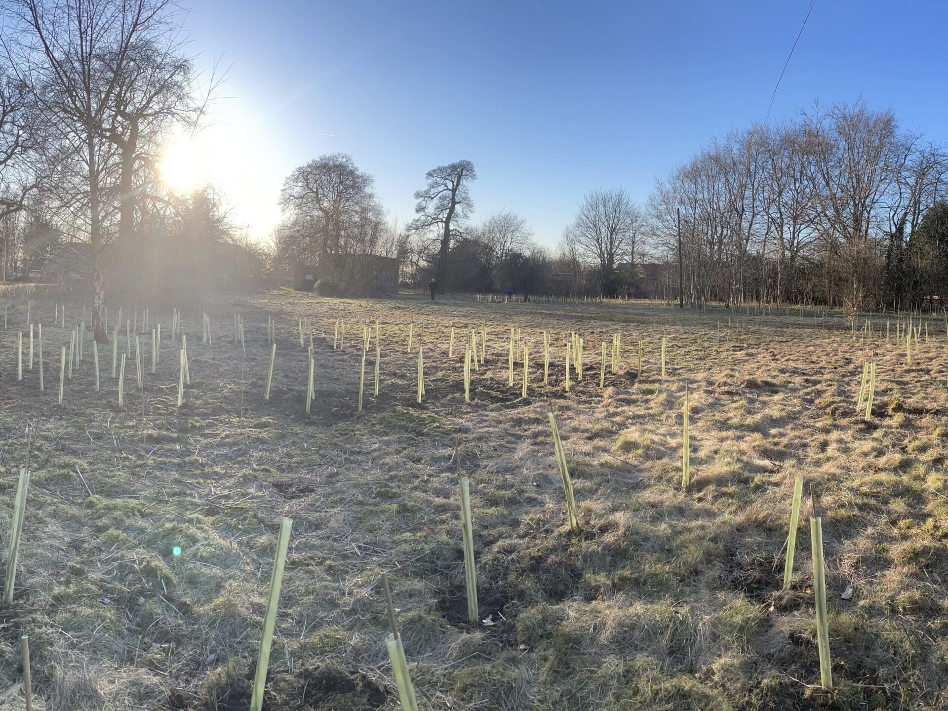 How to Protect Young Trees - NHS Forest