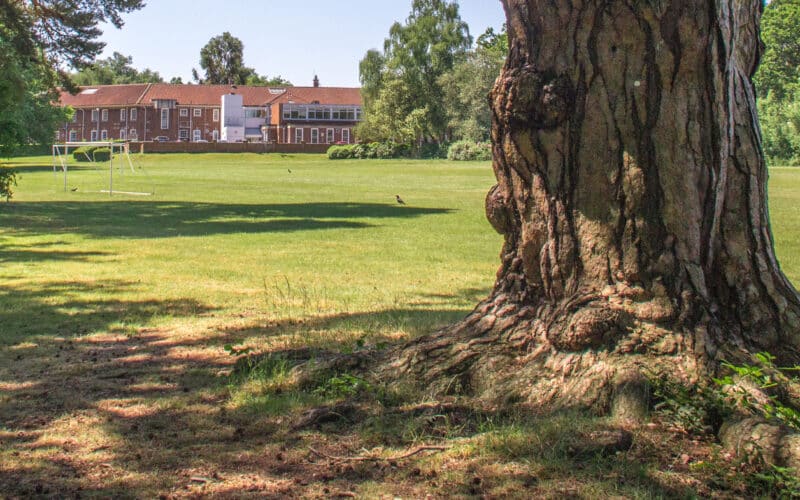 NHS Forest to plant 150,000 trees - NHS Forest