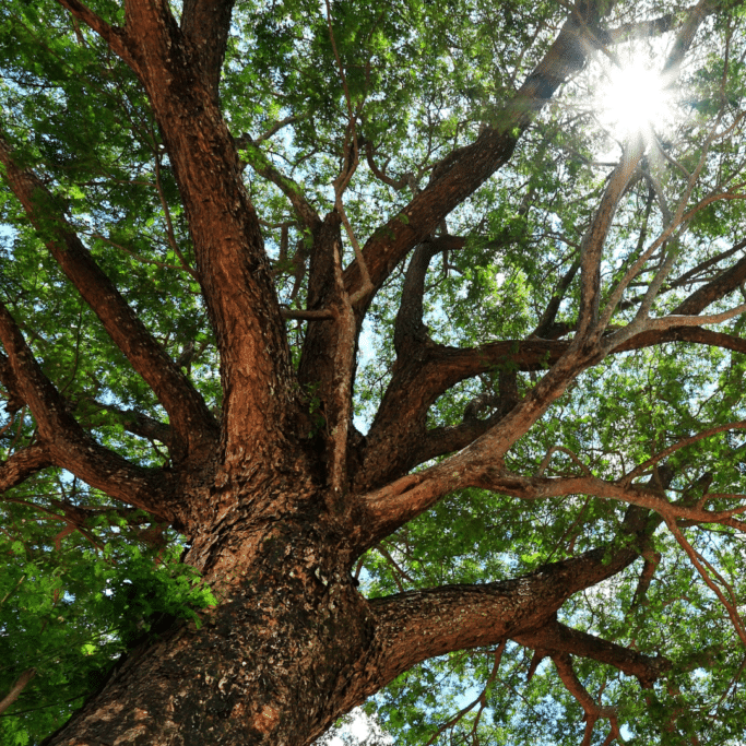 Tree Equity - NHS Forest