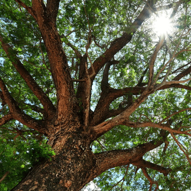 Tree Equity - NHS Forest
