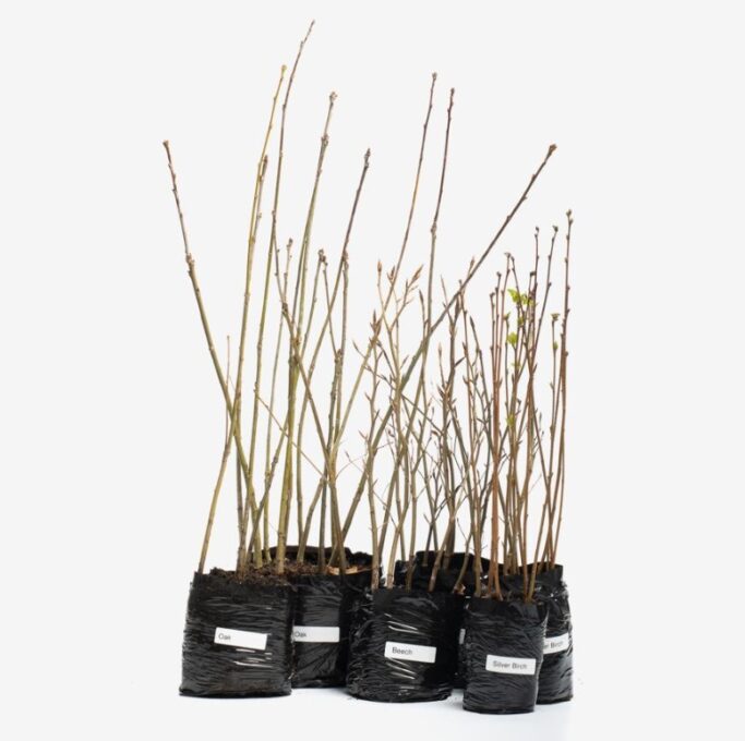 Trees for Healthcare bundles 2025-2026 - NHS Forest