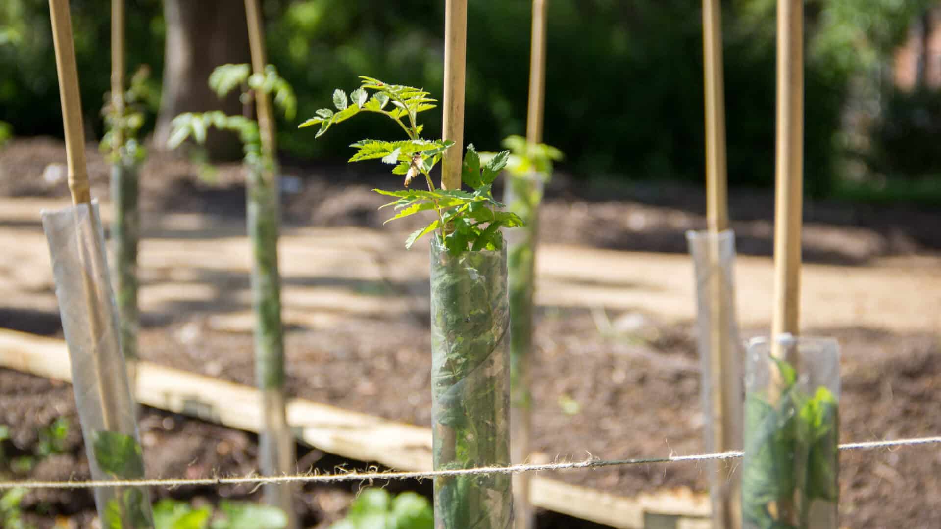 Low-plastic tree planting - NHS Forest