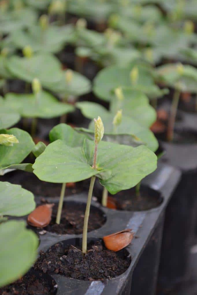 A Beginner’s Guide to Tree Nurseries - NHS Forest