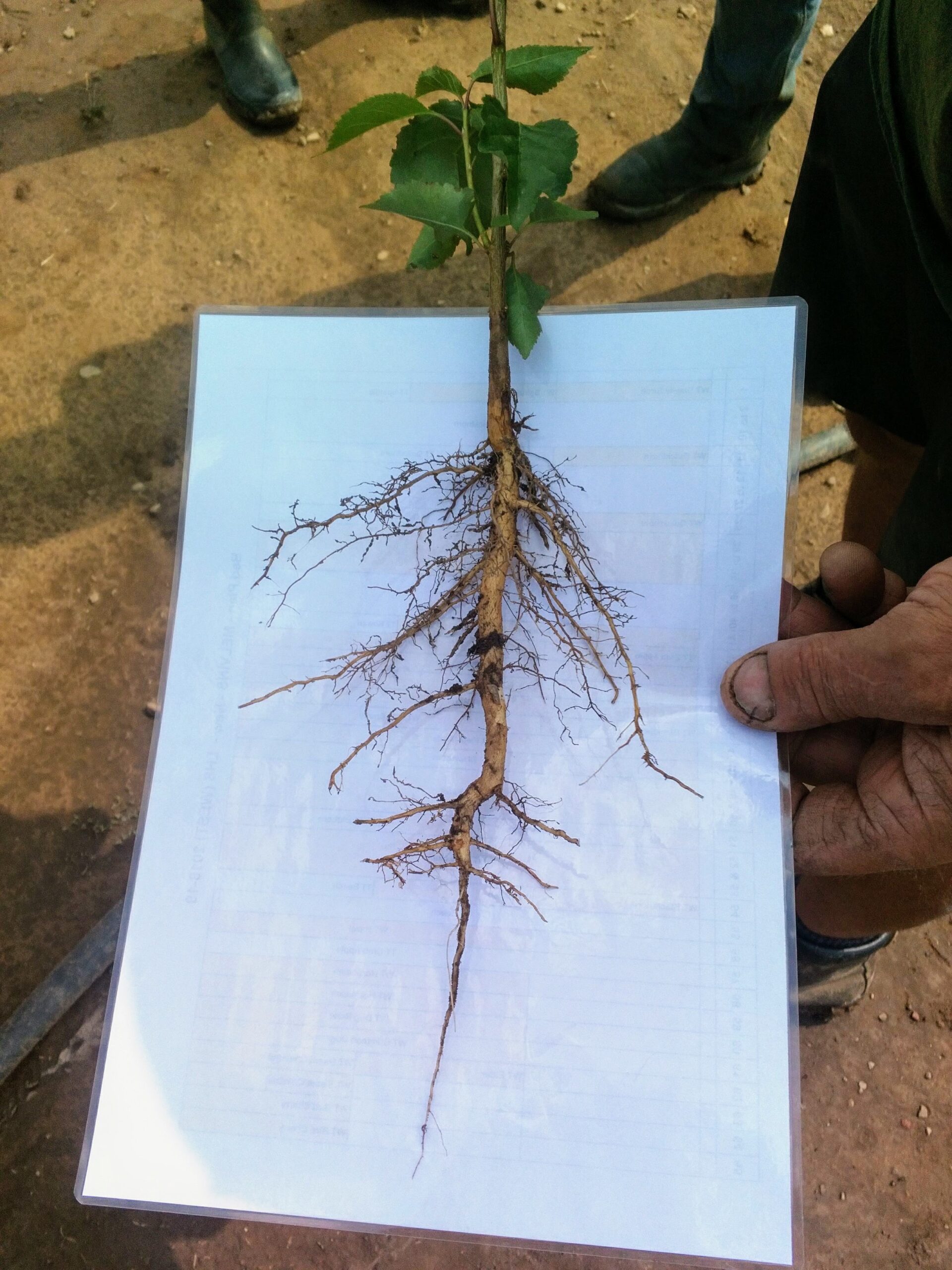 A Beginner’s Guide to Tree Nurseries - NHS Forest