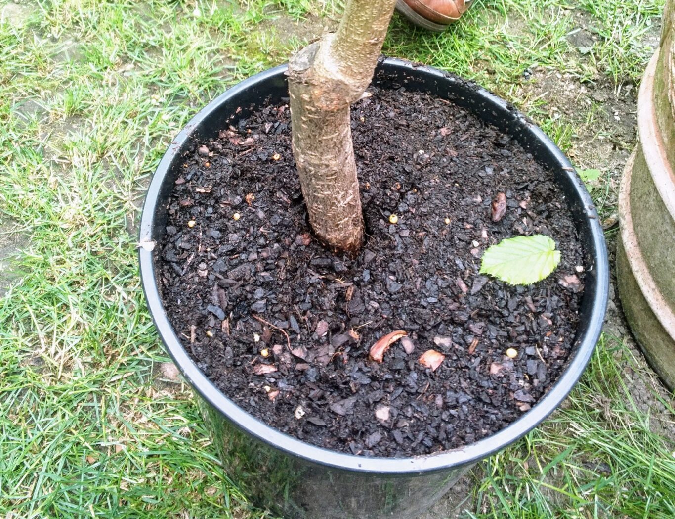 A Beginner’s Guide to Tree Nurseries - NHS Forest