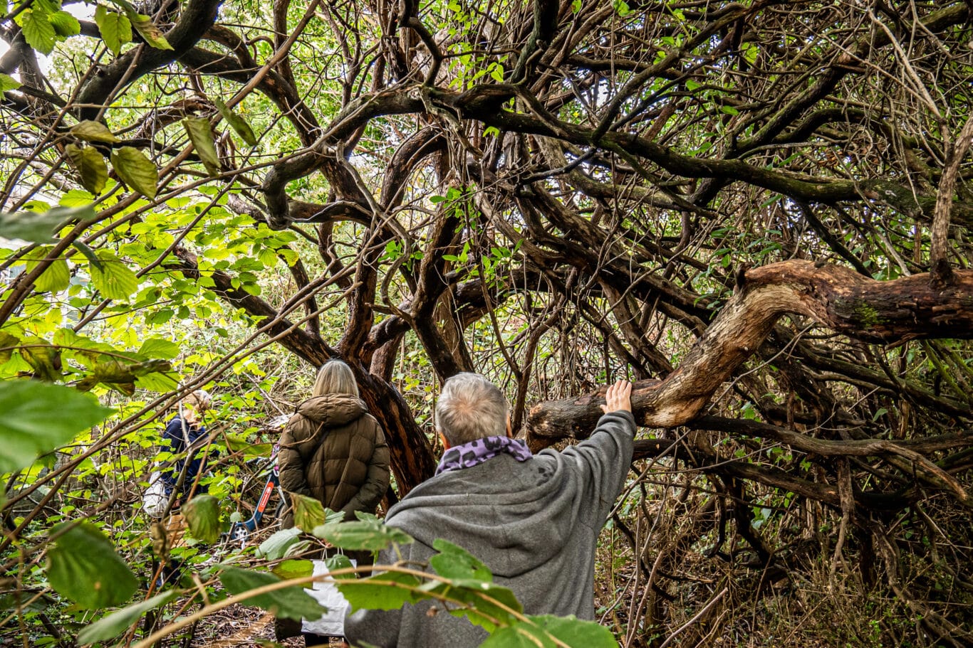 Tree identification app - NHS Forest