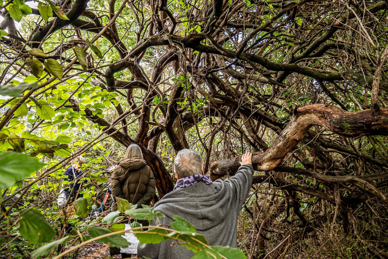 Tree identification app - NHS Forest