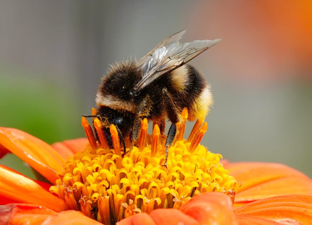 Bee Species Management - NHS Forest