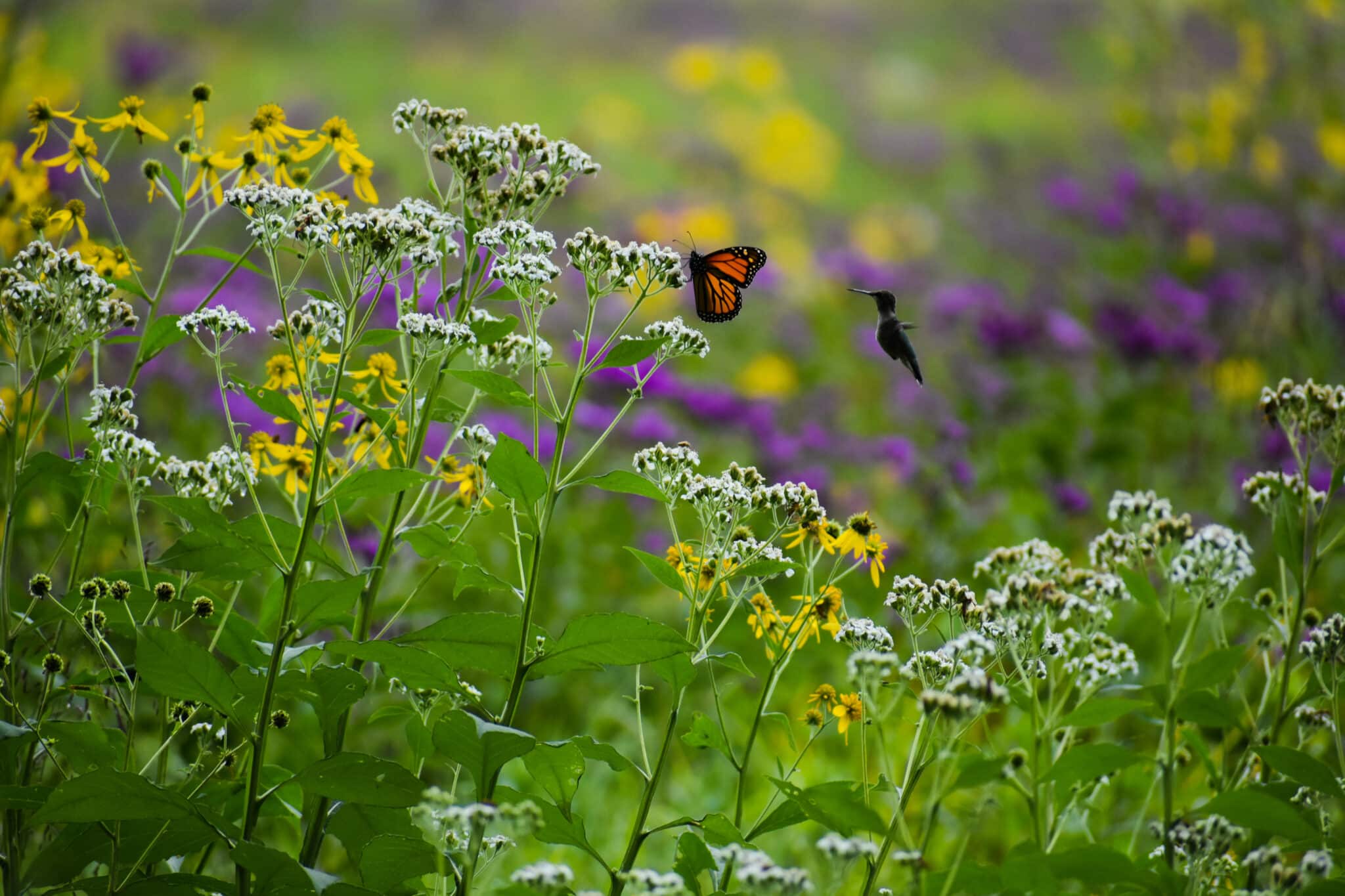 Butterfly Conservation Reports and Factsheets - NHS Forest
