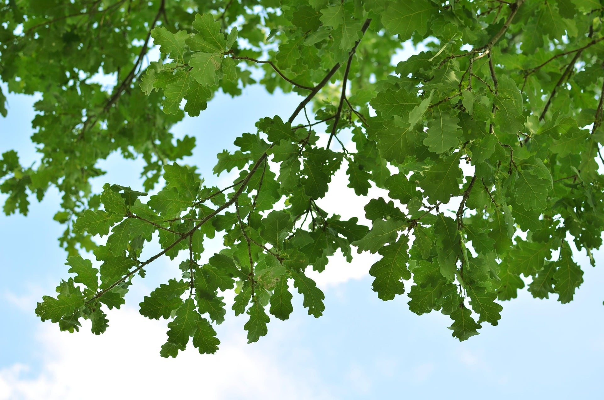 Quick ways to bring nature into your healthcare setting - NHS Forest