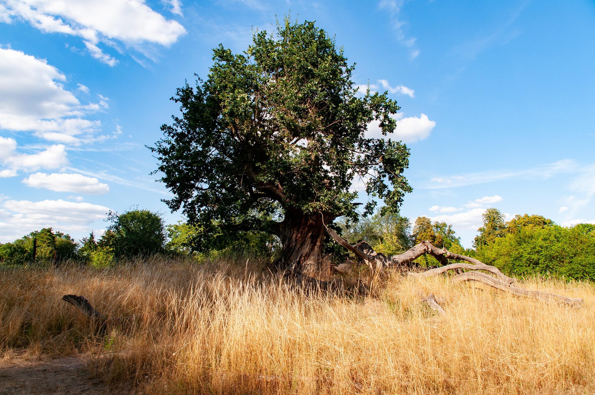 Tree Planting Guide for SEN Students - NHS Forest
